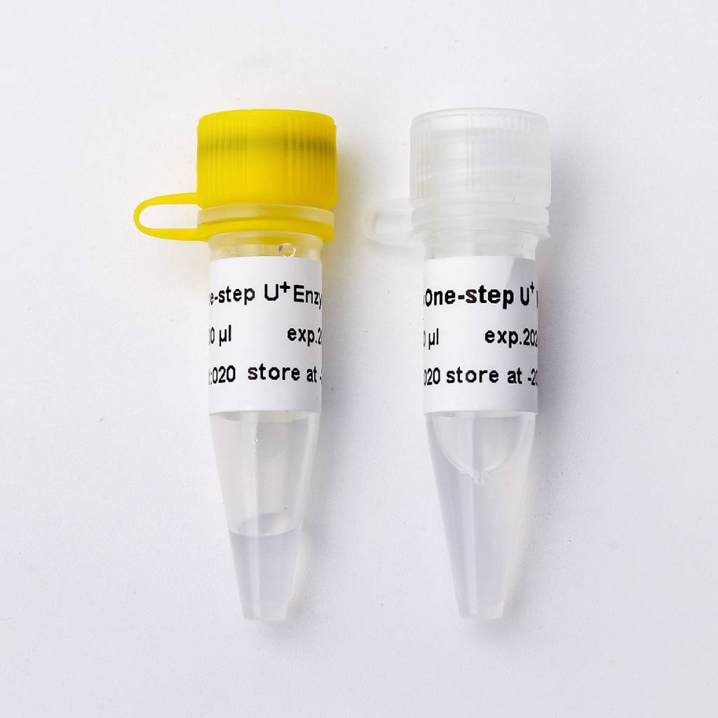 Power Green One-step RT-qPCR Kit – The Bio X